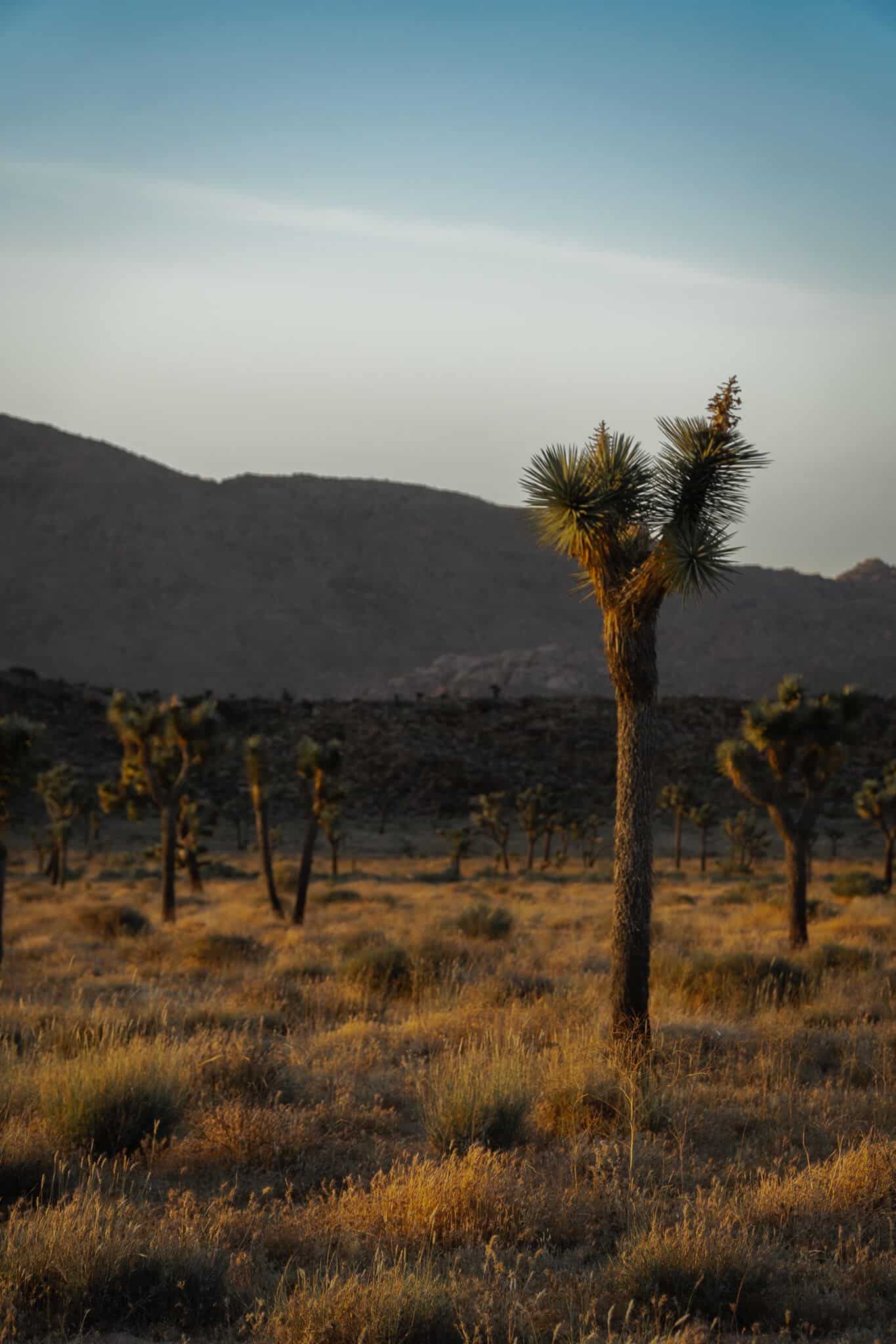 The Ultimate Joshua Tree Travel Guide | Best Hikes & Campgrounds
